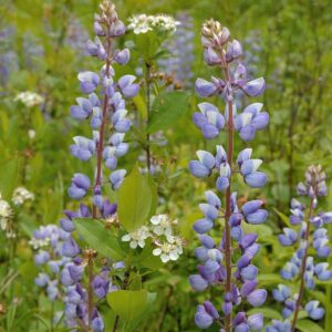Native Plants That Thrive in Massachusetts’ Climate | Houseplant Alley