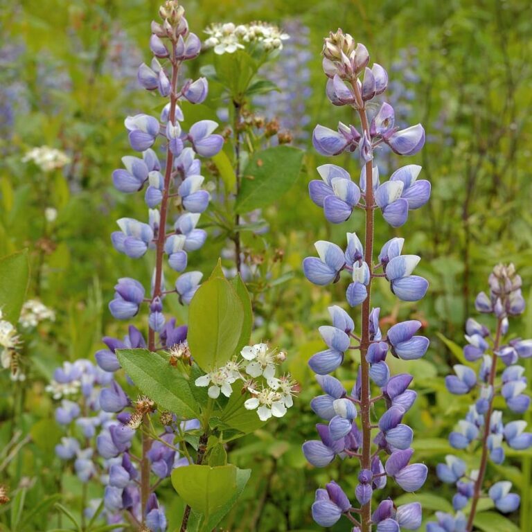 Best Native Plants That Suit Virginia’s Environment | Houseplant Alley