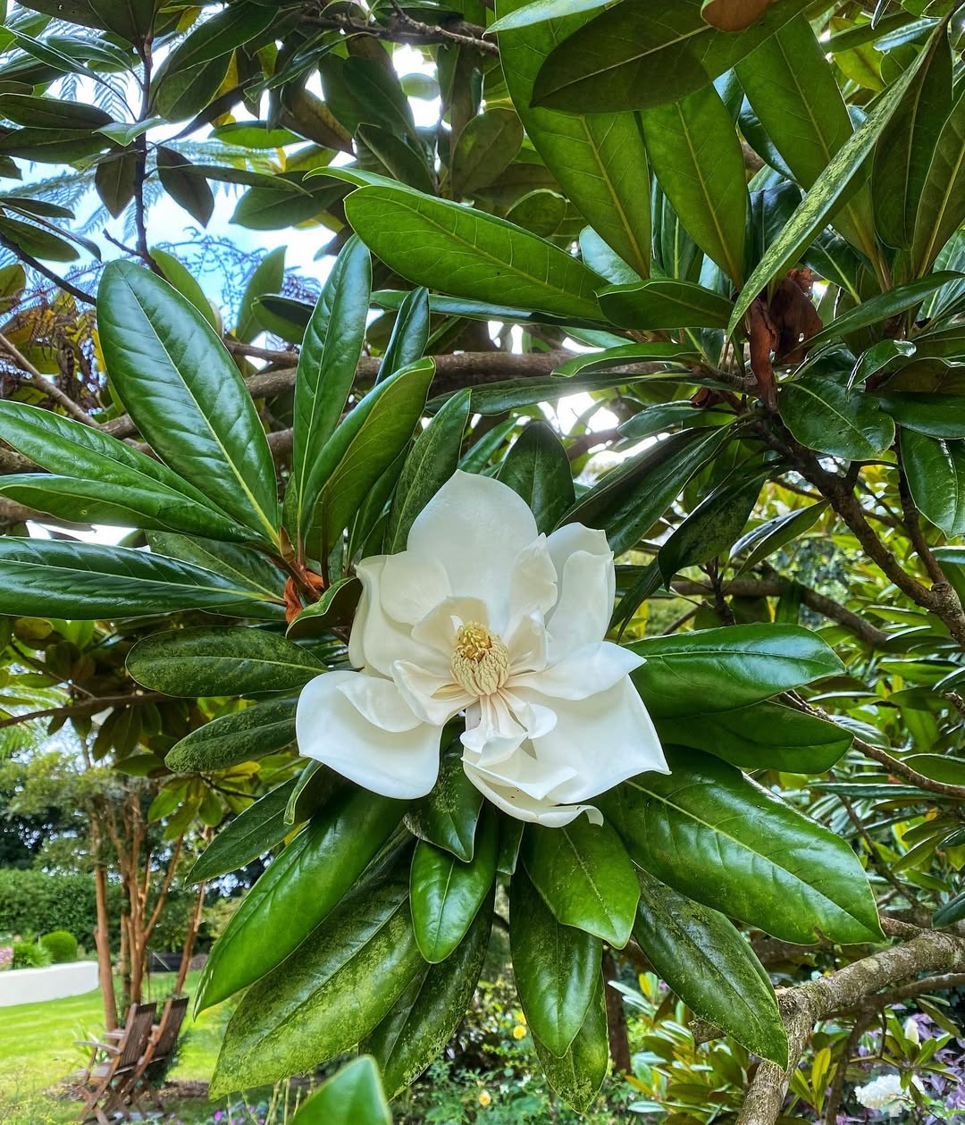 Tropical Native Plants That Thrive in Florida’s Warm Climate ...