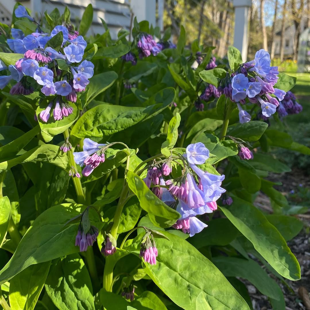 Best Native Plants That Suit Virginia’s Environment | Houseplant Alley