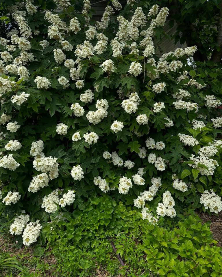 Best Native Plants That Thrive in Alabama’s Climate | Houseplant Alley