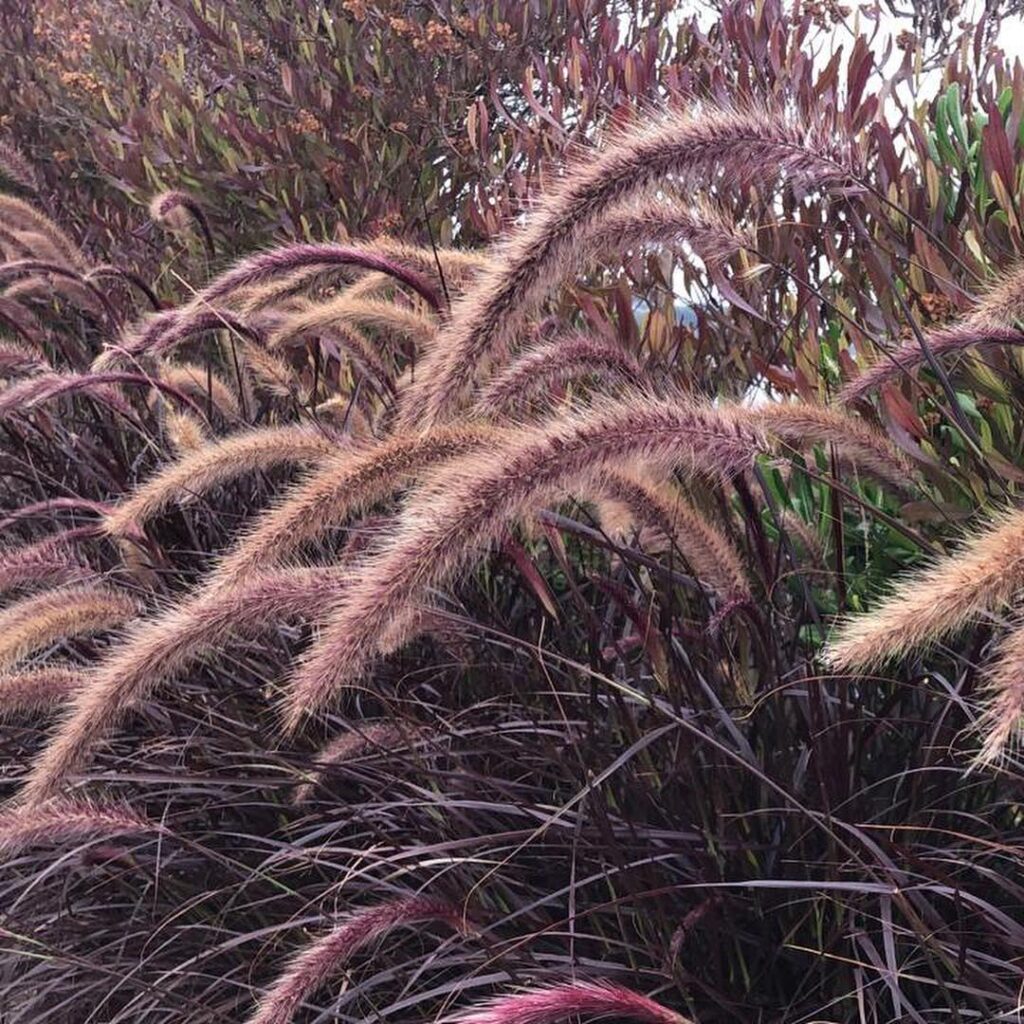 18 Stunning Purple Foliage Plants to Elevate Your Garden | Houseplant Alley