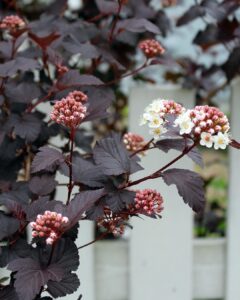 Native Plants That Make Stunning Additions to Kentucky Gardens ...