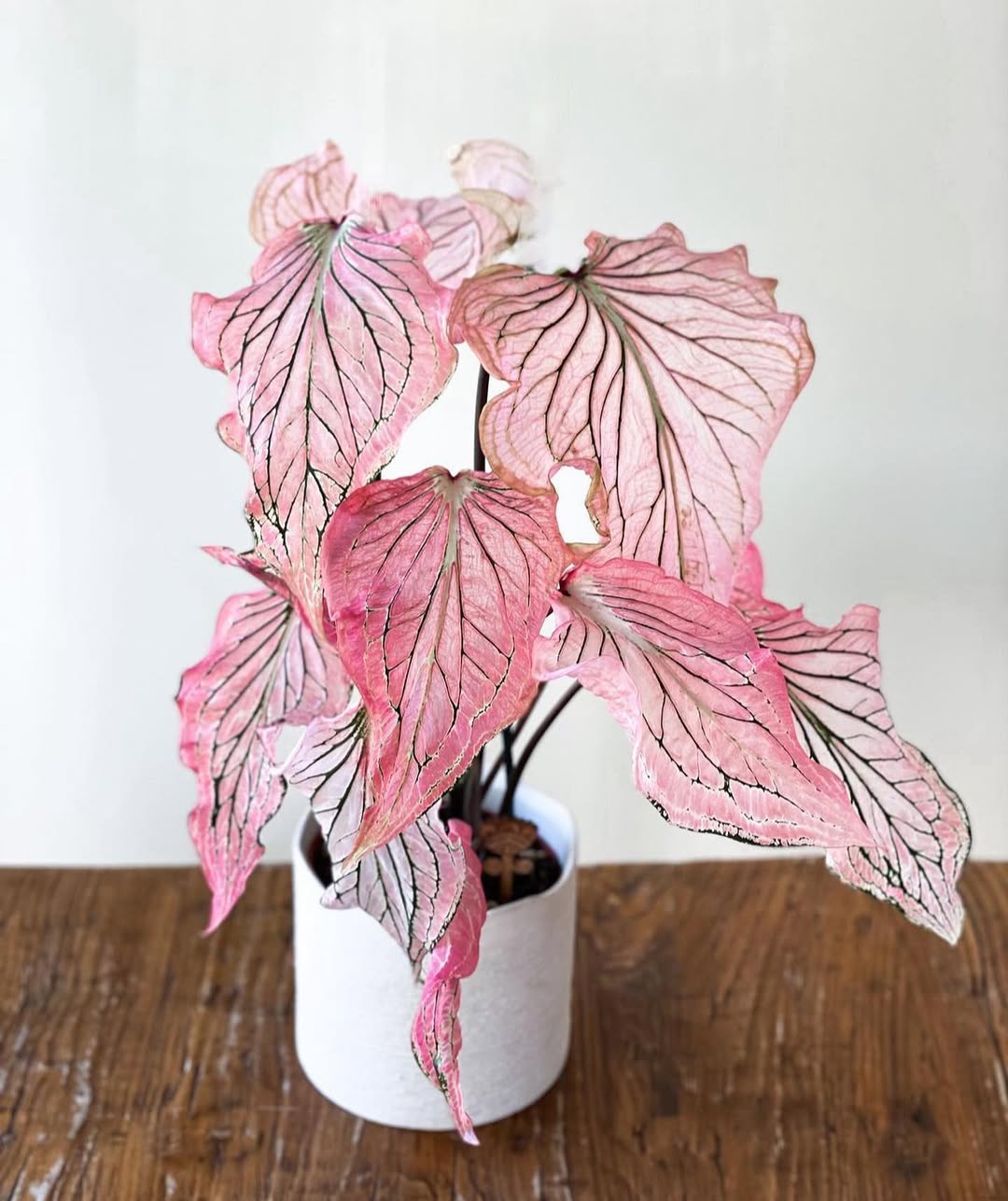 17 Stunning Pink Foliage Plants to Add Vibrance to Your Garden ...