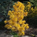 Best Native Plants That Flourish in Western Washington | Houseplant Alley