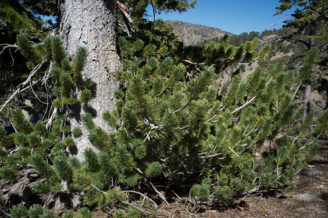 Rocky Mountain Native Plants That Suit Western Colorado | Houseplant Alley