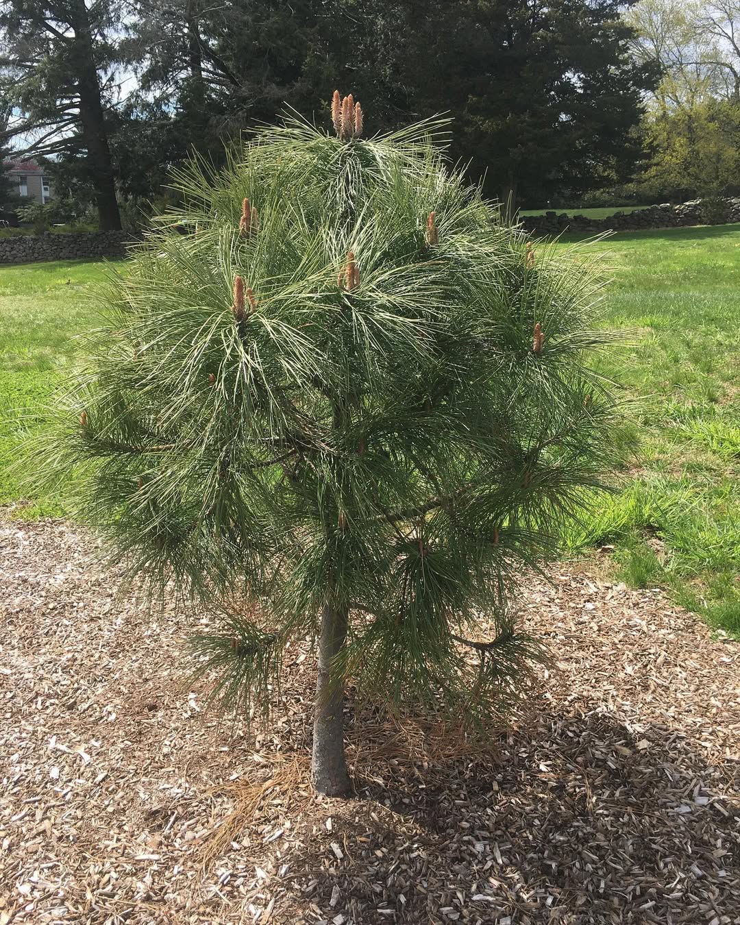 Rocky Mountain Native Plants That Suit Western Colorado | Houseplant Alley