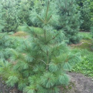 Best Native Plants for New York’s Diverse Landscapes | Houseplant Alley