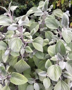 15 Stunning Silver Plants for Your Garden | Houseplant Alley