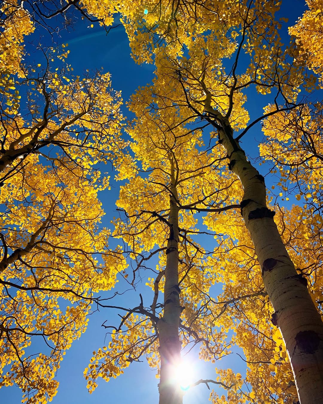 Thriving Native Plants for Eastern Washington’s Climate | Houseplant Alley