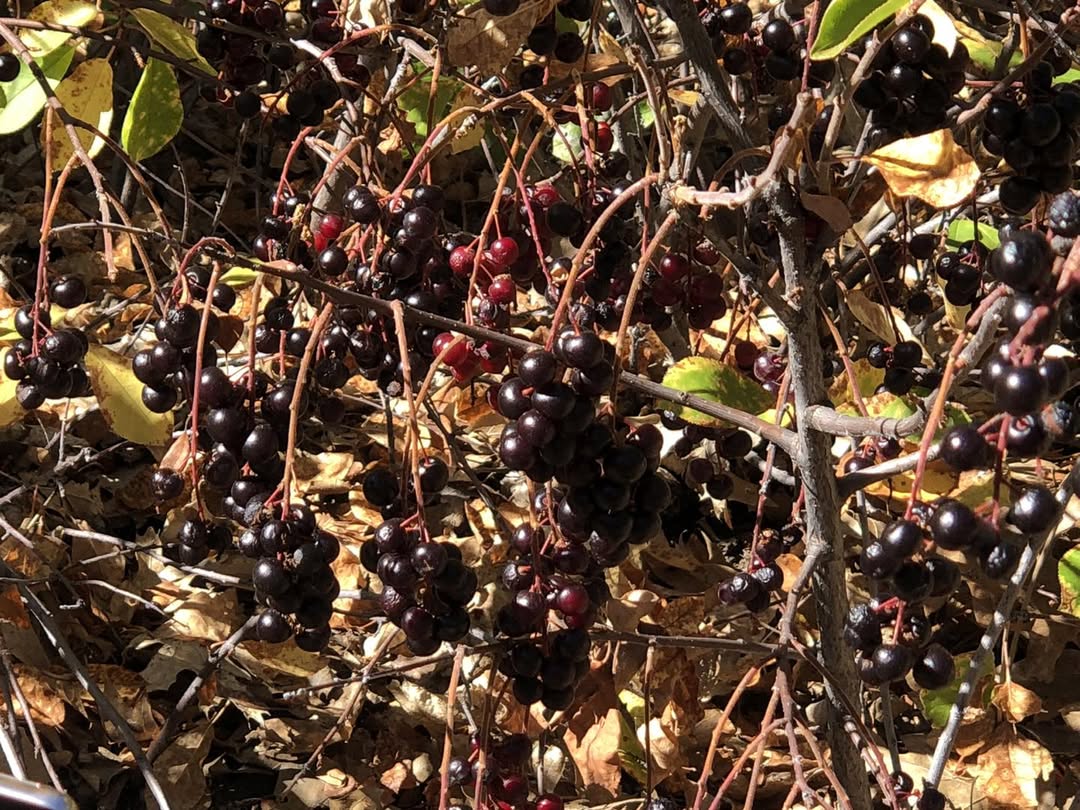 Rocky Mountain Native Plants That Suit Western Colorado | Houseplant Alley