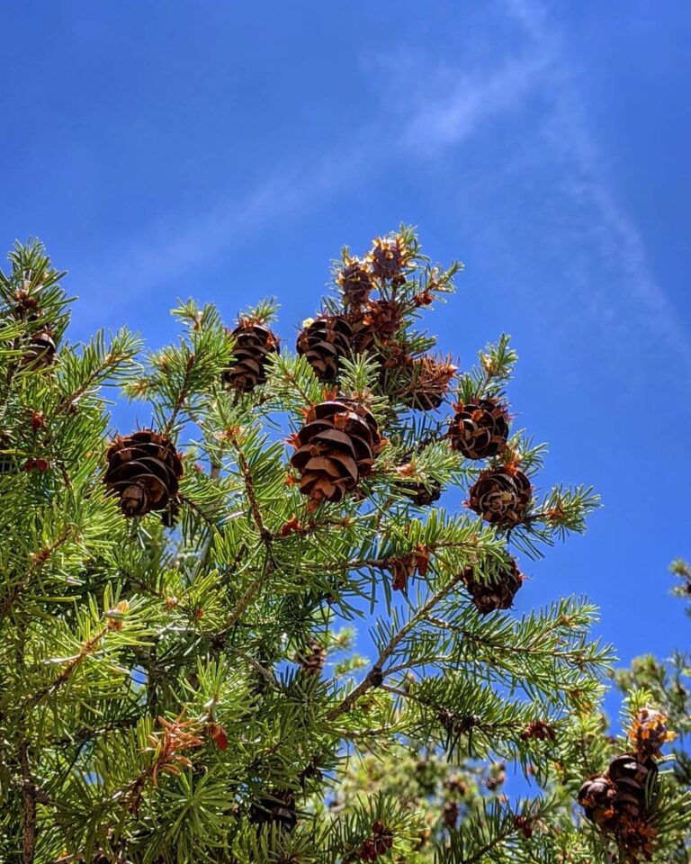 Rocky Mountain Native Plants That Suit Western Colorado | Houseplant Alley