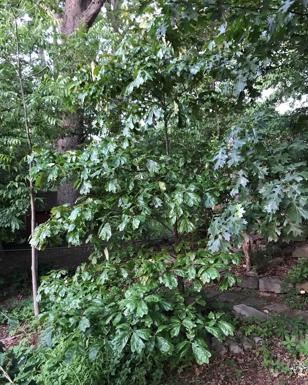 Best Native Plants That Thrive in Alabama’s Climate | Houseplant Alley