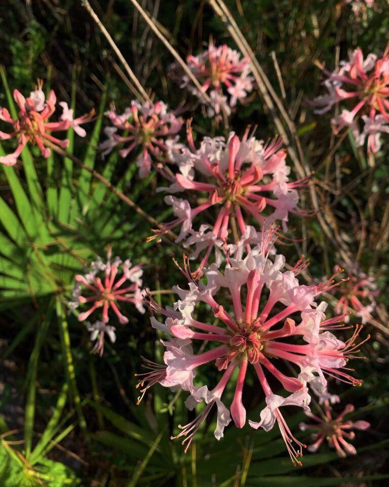 Southern Native Plants That Enhance South Carolina Landscapes ...