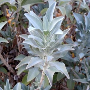 15 Stunning Silver Plants for Your Garden | Houseplant Alley