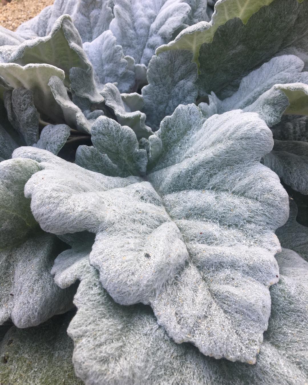 15 Stunning Silver Plants for Your Garden | Houseplant Alley