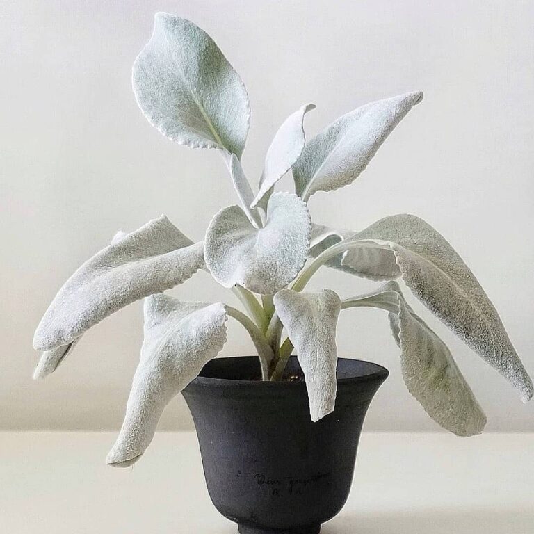 15 Stunning Silver Plants for Your Garden | Houseplant Alley
