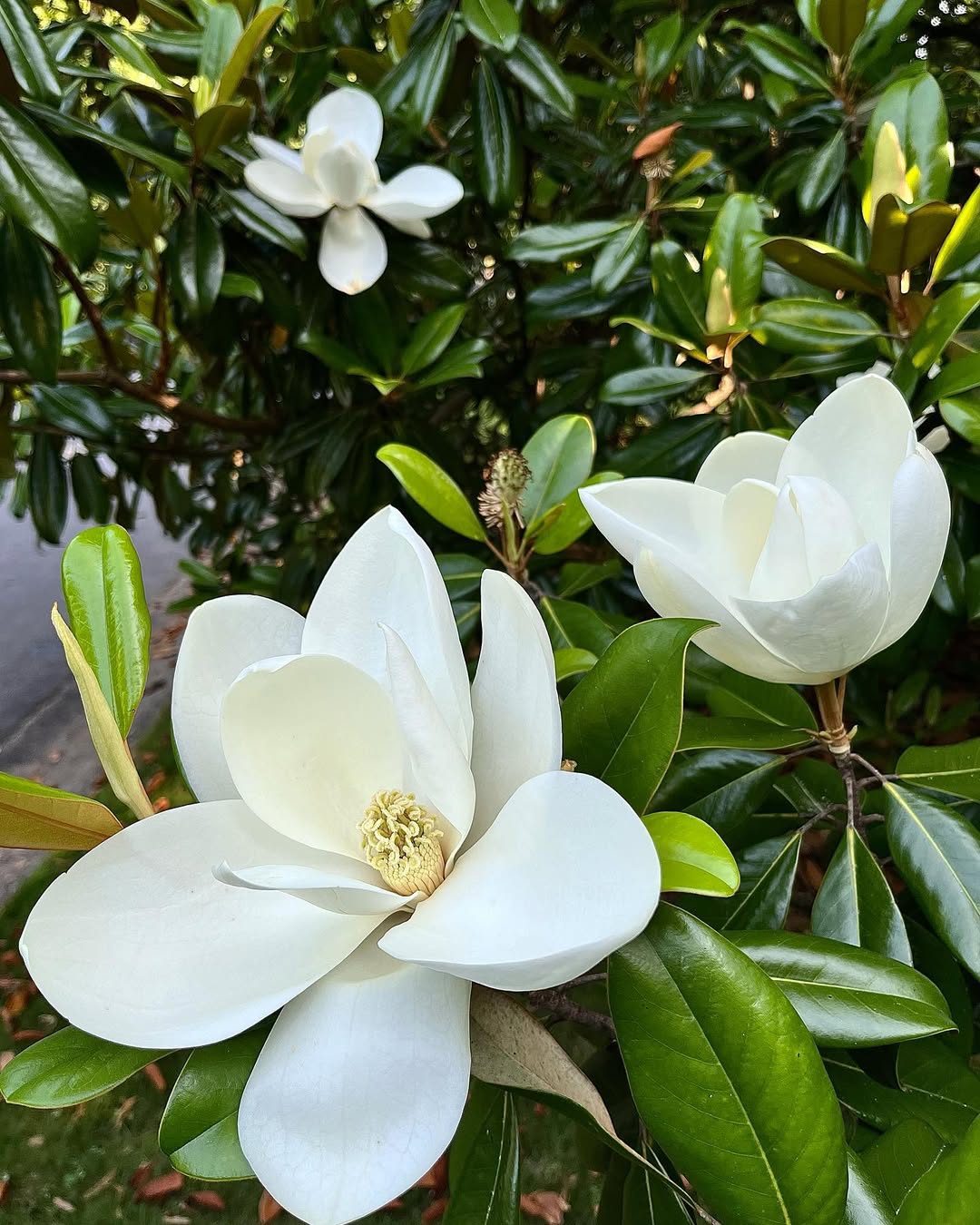 Best Native Plants That Thrive in Alabama’s Climate | Houseplant Alley