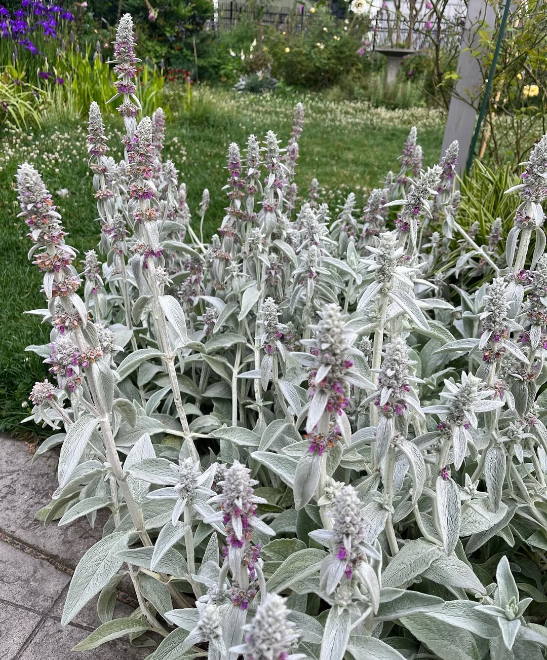 15 Stunning Silver Plants for Your Garden | Houseplant Alley