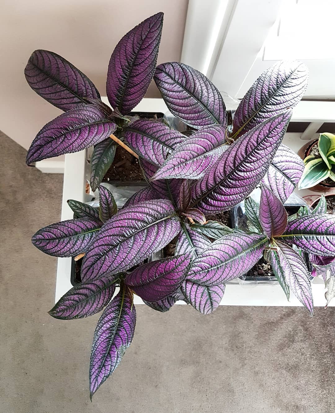 18 Stunning Purple Foliage Plants to Elevate Your Garden | Houseplant Alley