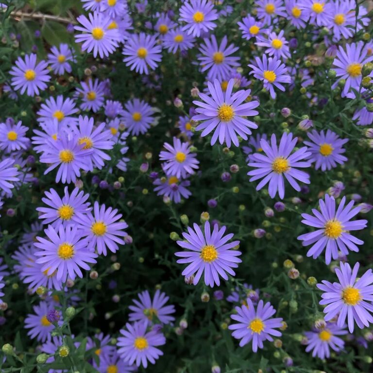 Vibrant Native Plants That Suit Delaware’s Environment | Houseplant Alley