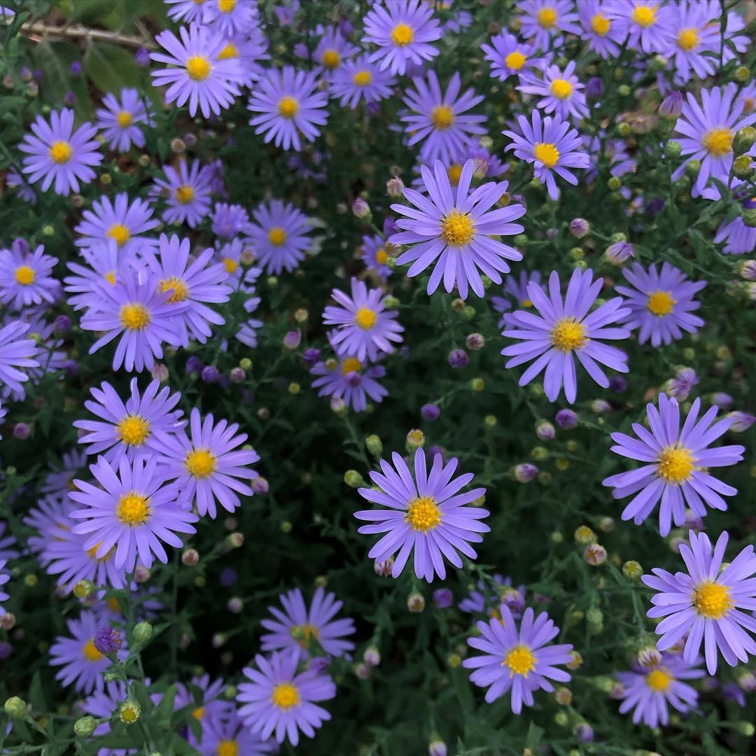 Vibrant Native Plants That Suit Delaware’s Environment | Houseplant Alley