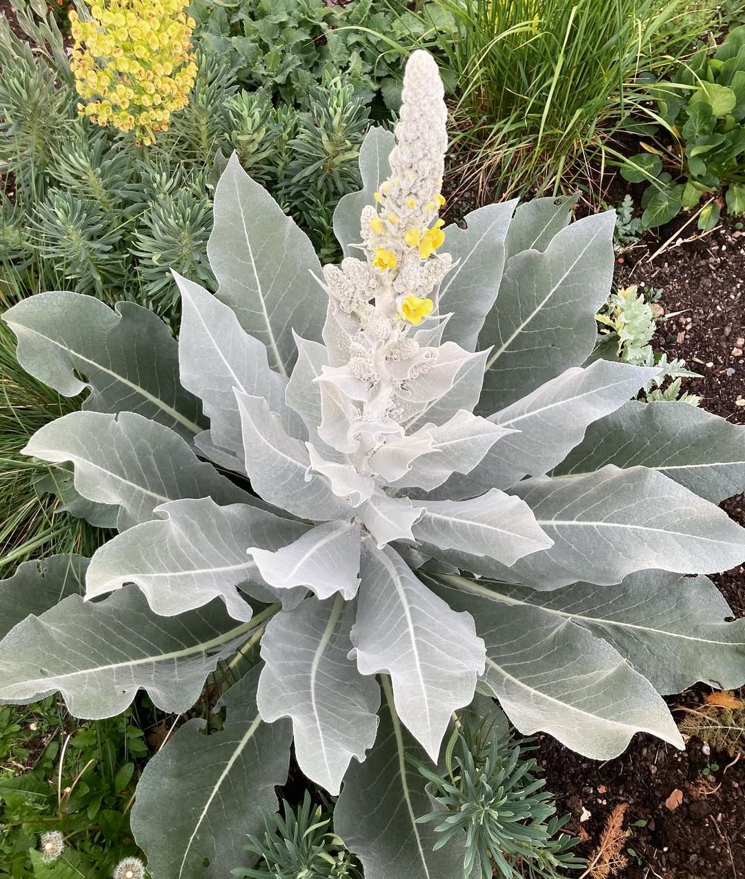 15 Stunning Silver Plants for Your Garden | Houseplant Alley