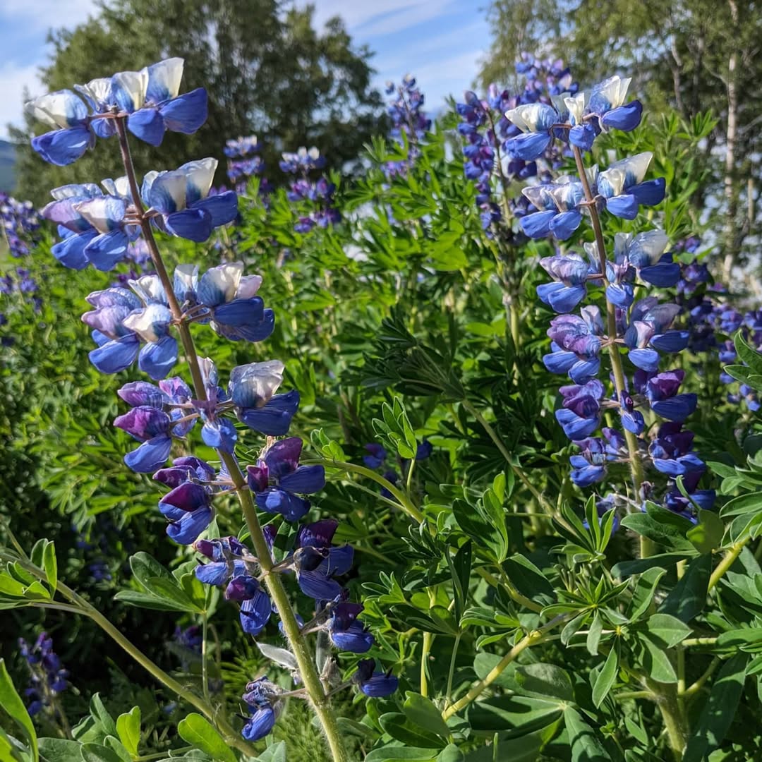 Hardy Native Plants That Survive in Alaska’s Extreme Conditions ...