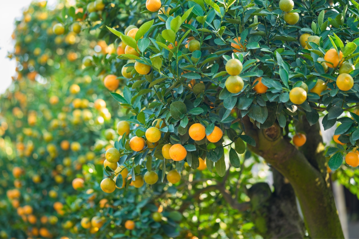 Easy-to-Grow Fruit Trees for Beginners | Houseplant Alley