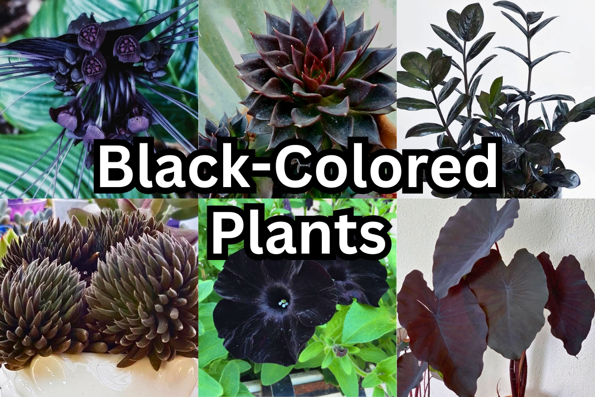 Mysterious and Majestic: 19 Stunning Black Plants for Your Garden ...