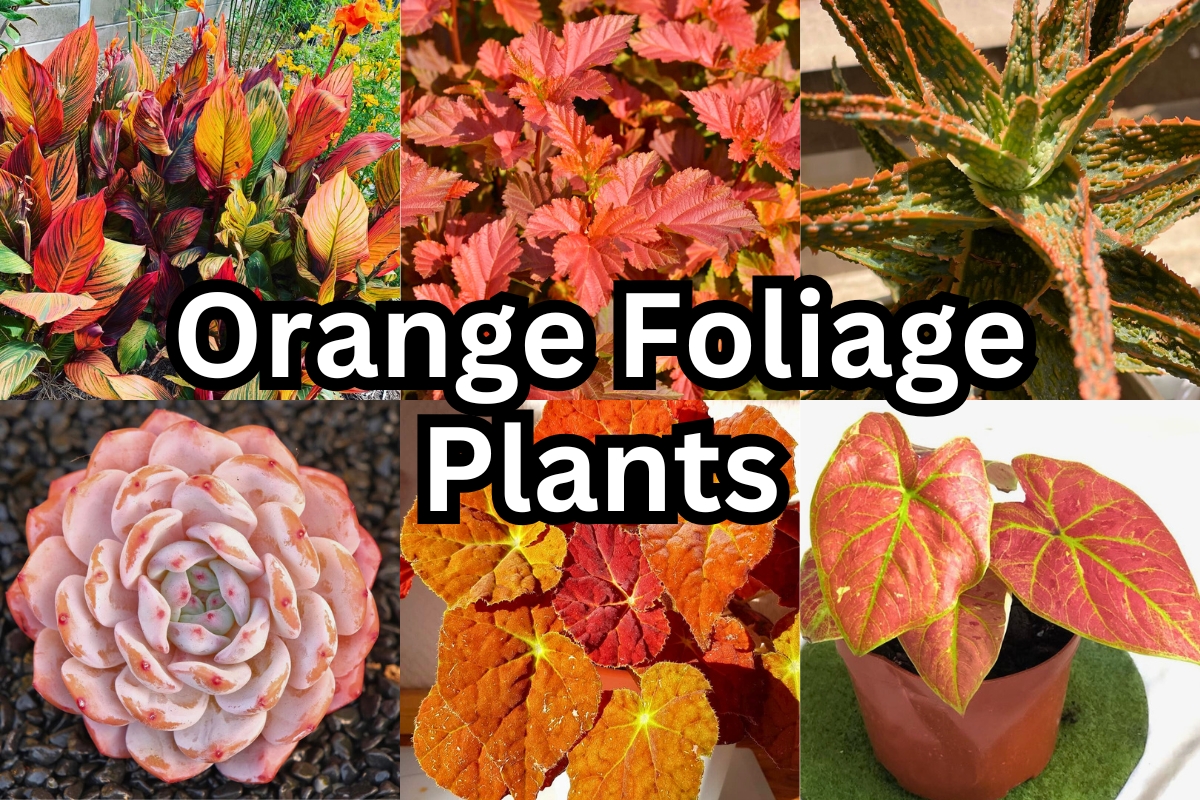 19 Stunning Orange Plants to Brighten Your Garden | Houseplant Alley
