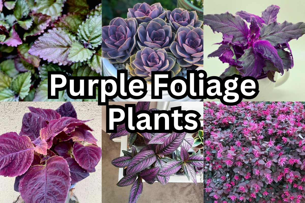 18 Stunning Purple Foliage Plants to Elevate Your Garden | Houseplant Alley