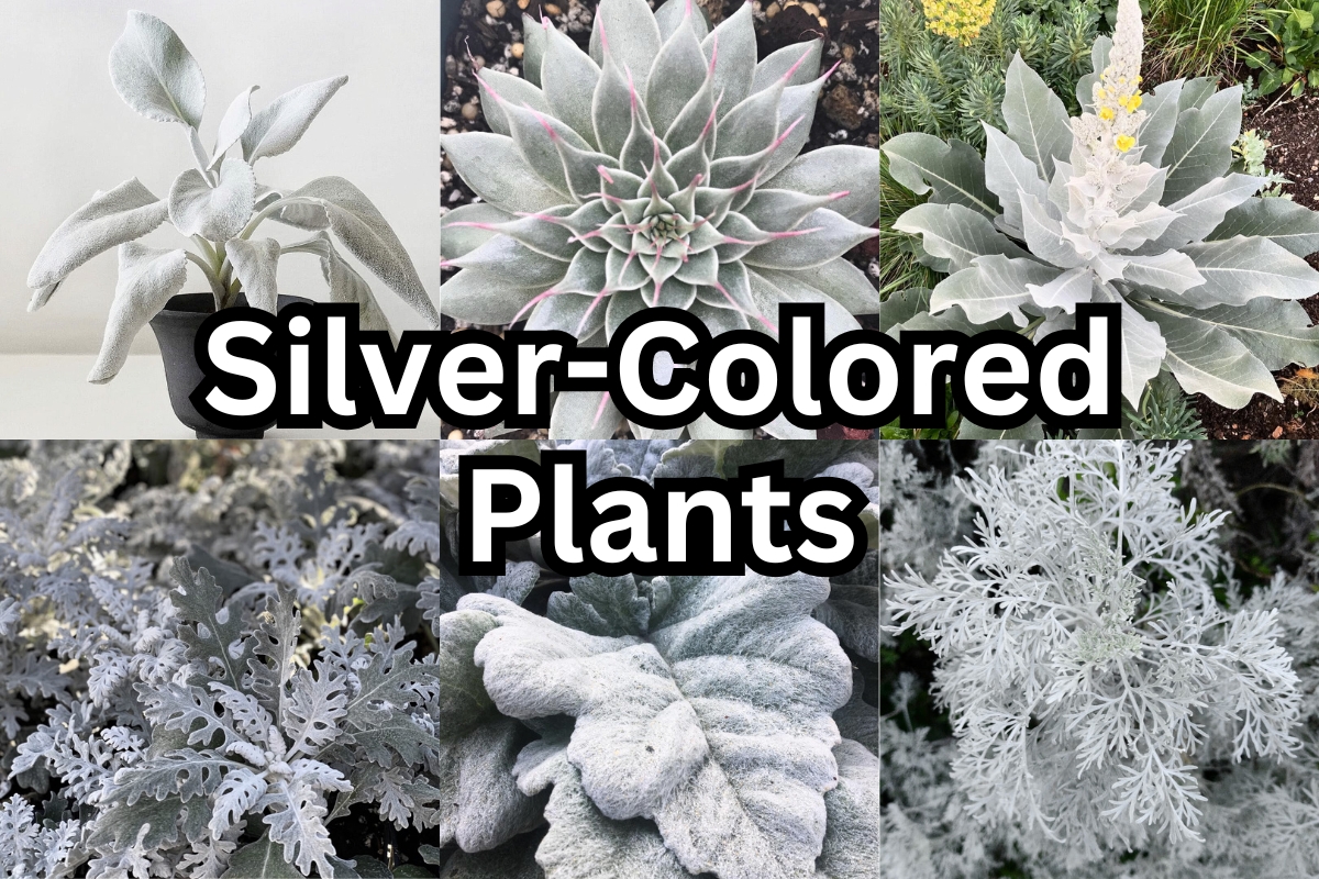 15 Stunning Silver Plants for Your Garden | Houseplant Alley