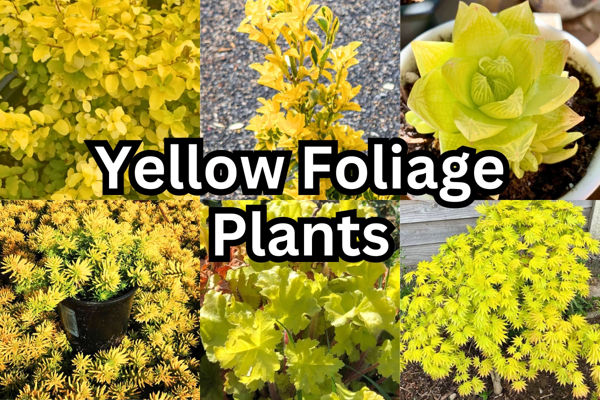 11 Stunning Yellow Foliage Plants to Brighten Your Garden | Houseplant ...