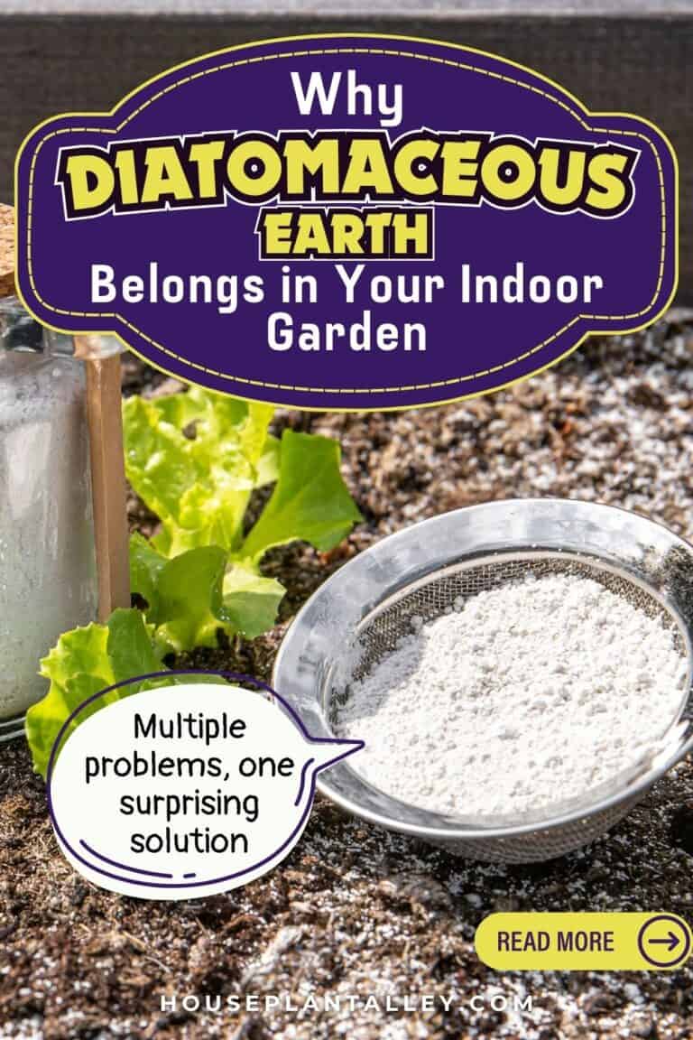 How Diatomaceous Earth For House Plants Solves Common Indoor Gardening ...