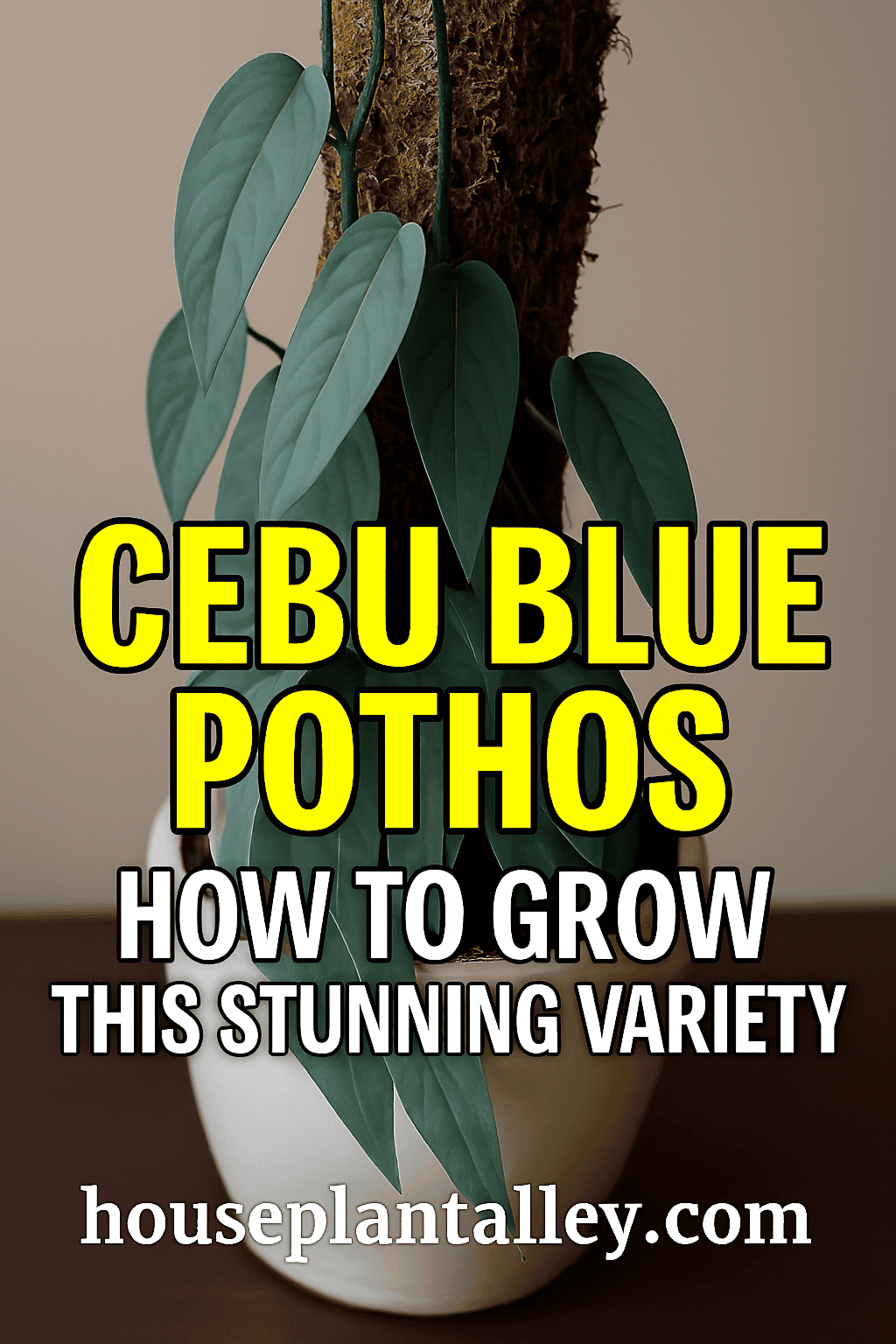 Mastering Cebu Blue Pothos Care Today | Houseplant Alley