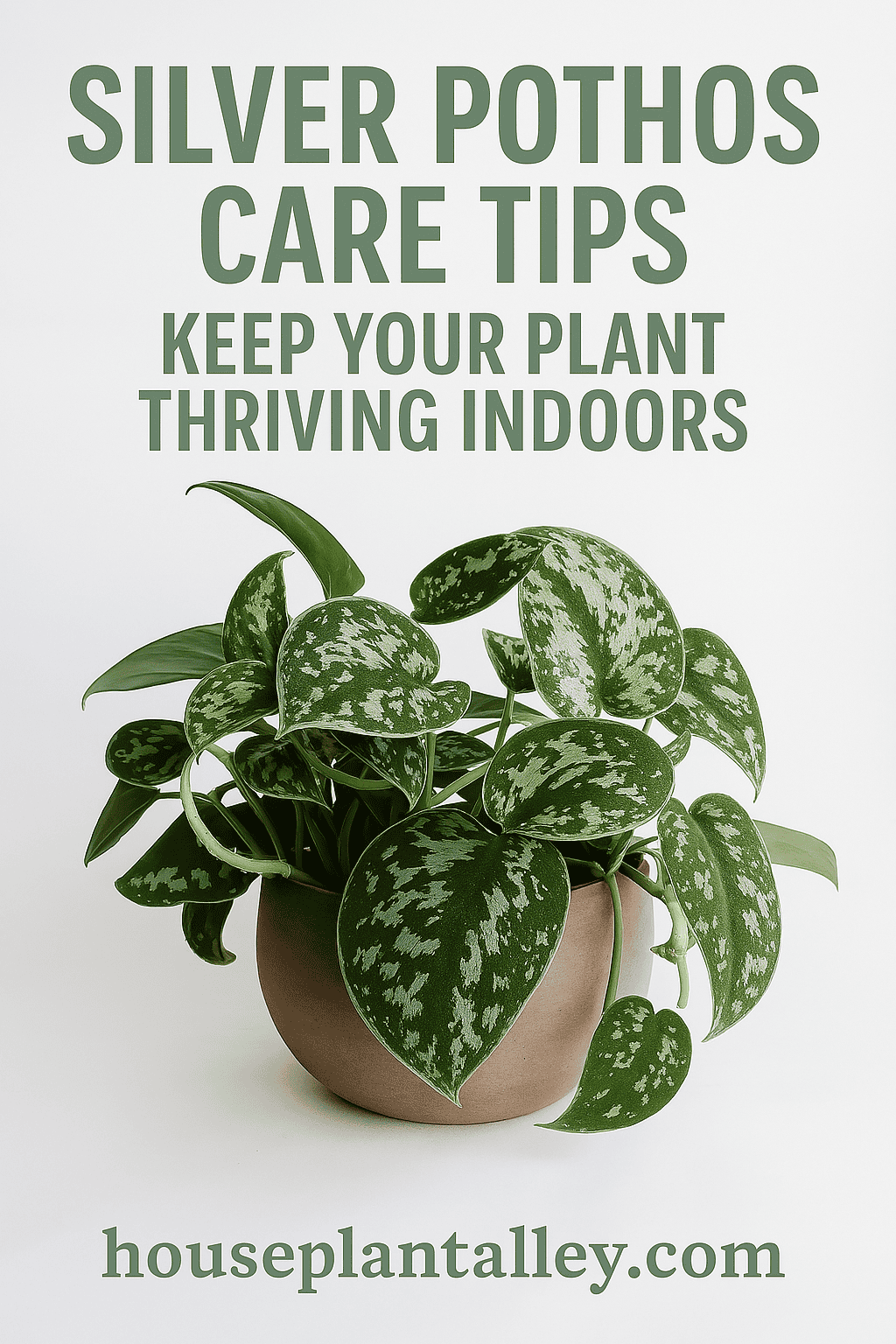 Mastering the Art of Silver Pothos Care | Houseplant Alley