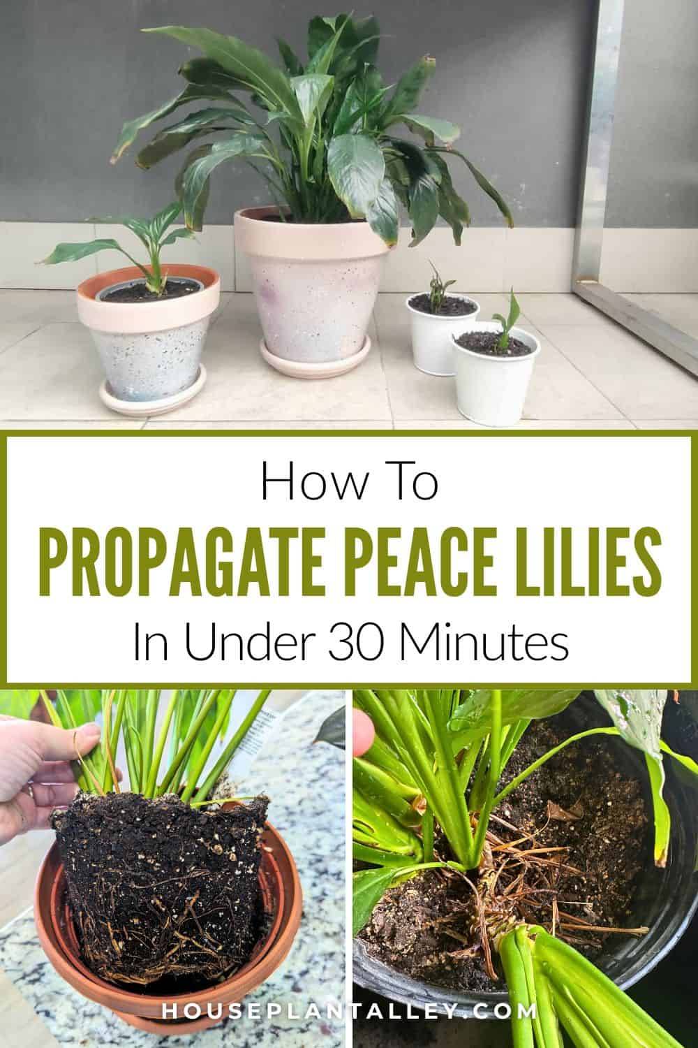 Multiply Your Peace Lilies in Under 30 Minutes With This Easy ...