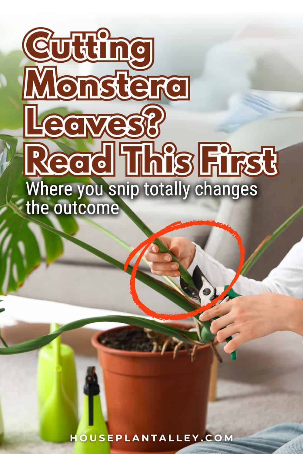 How to Prune Monstera Plants | Houseplant Alley