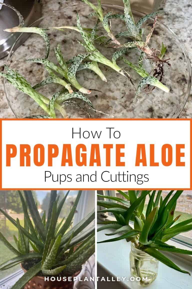 Aloe Propagation 101: Pups vs. Cuttings—Which Works Best? | Houseplant ...