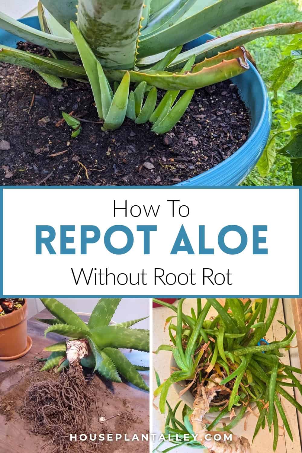 Aloe Vera Repotting Guide: When, How, and What to Use | Houseplant Alley