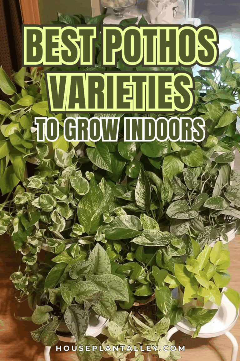10 Stunning Pothos Varieties That Are Perfect for Your Home ...