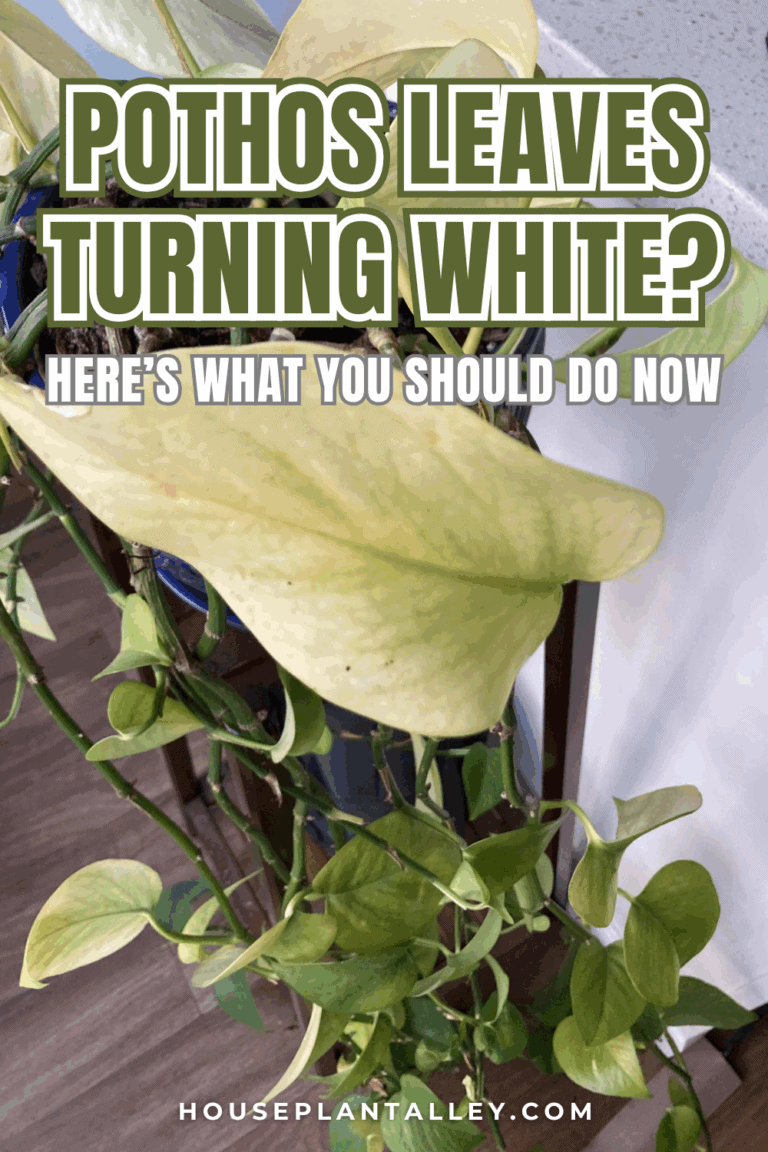 Pothos Leaves Turning White? Here’s Why | Houseplant Alley