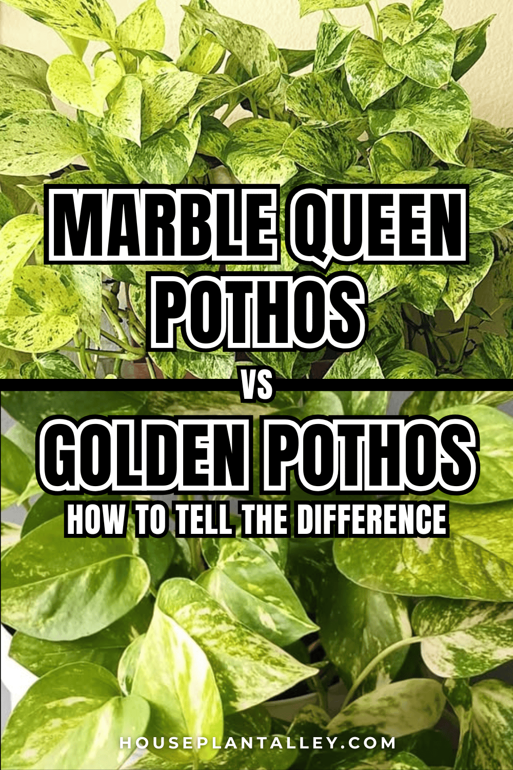 Pothos Showdown: Marble Queen vs. Golden | Houseplant Alley