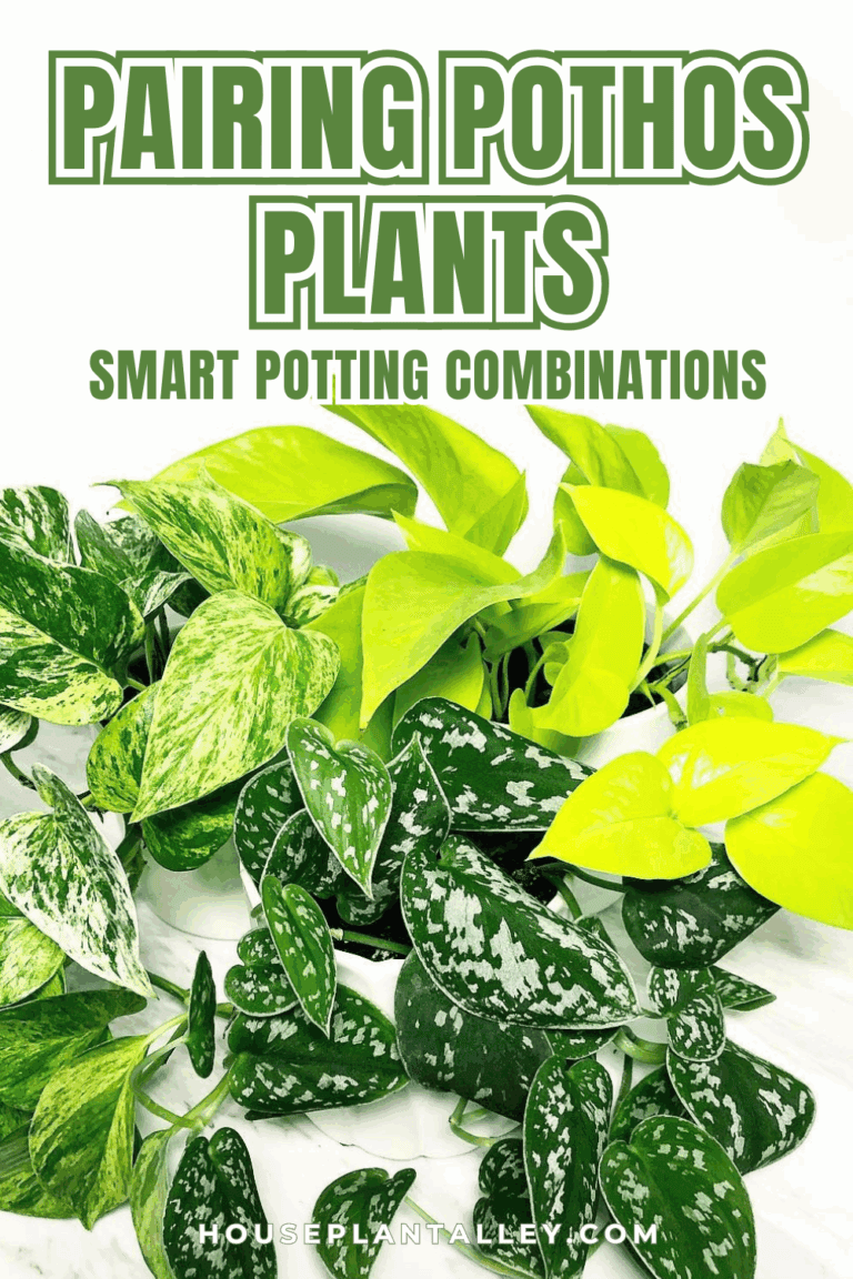 Why Mixing Pothos Plants Looks Amazing | Houseplant Alley
