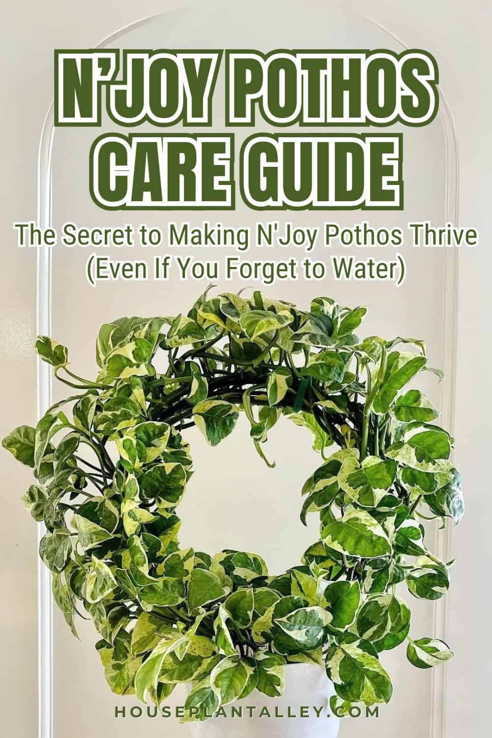 Easy Guide to Growing Pothos N'Joy | Houseplant Alley