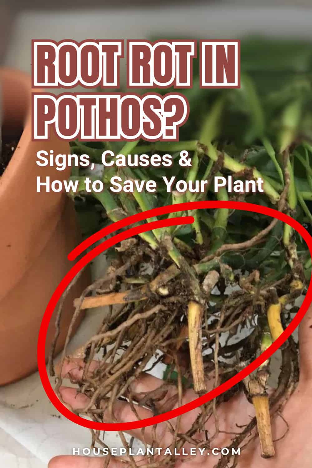 How to Detect and Fix Root Rot in Pothos | Houseplant Alley