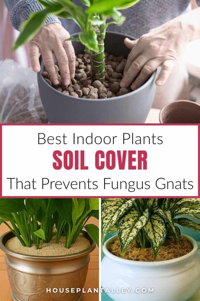 Best Soil Cover For Indoor Plants | Houseplant Alley
