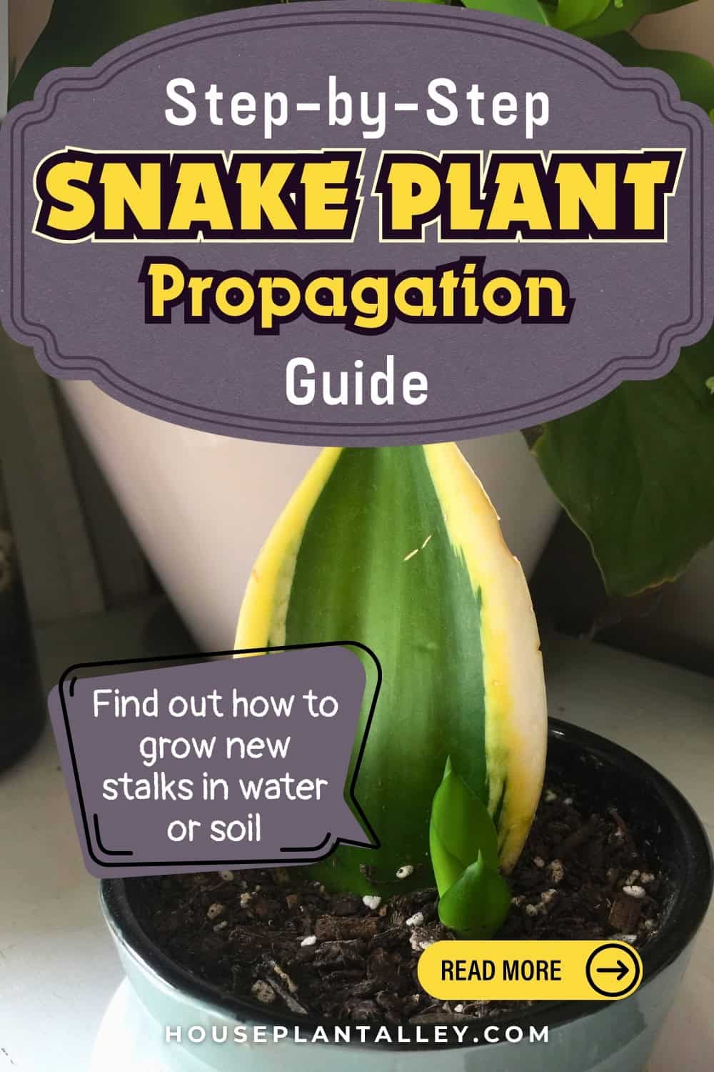 How to Propagate Snake Plants: Step-by-Step Guide | Houseplant Alley