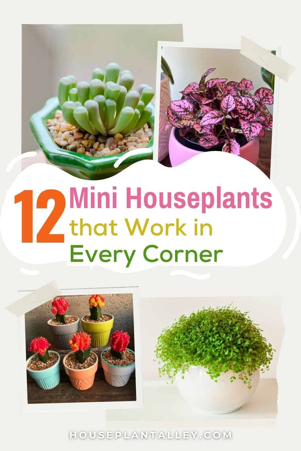 The Best Mini Houseplants for Small Spaces | Houseplant Alley